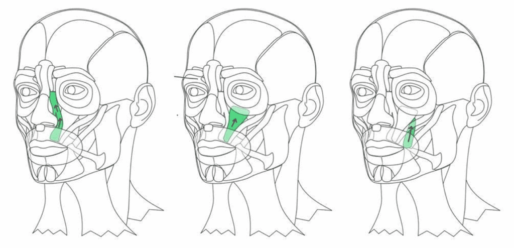 Facial muscles - ImproveFP